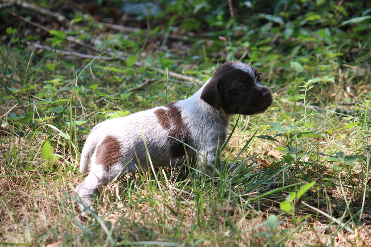 Hunting Wirehaired Pointing Griffons
