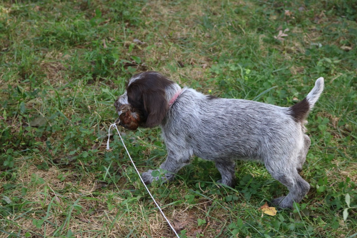 Hunting Wirehaired Pointing Griffons