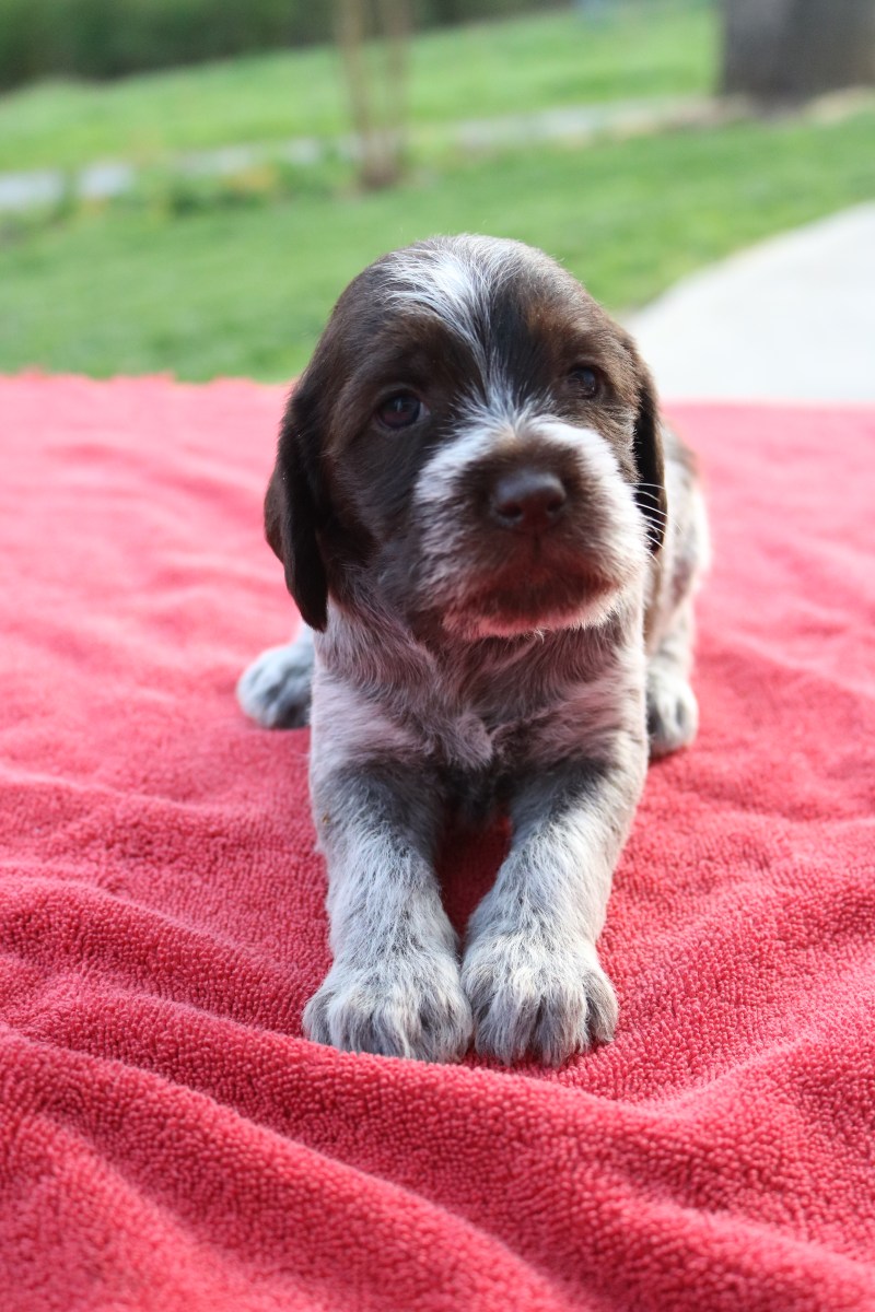 Hunting Wirehaired Pointing Griffons